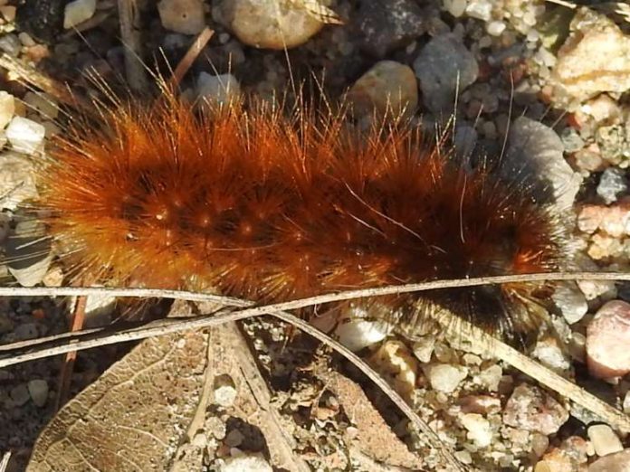 What Is That … Fuzzy Caterpillar? | The Millstone
