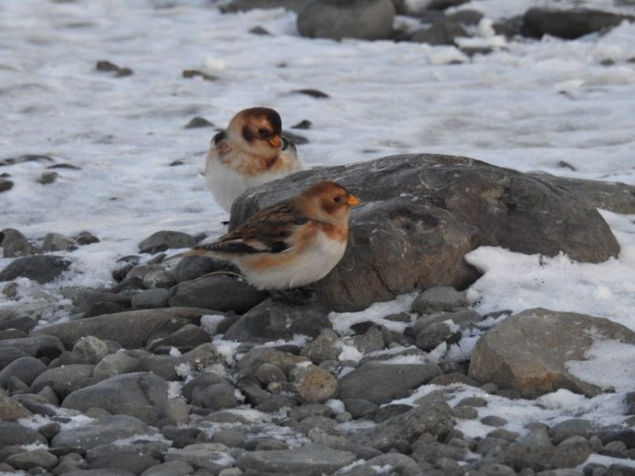What Is That … Icelandic Bird? | The Millstone