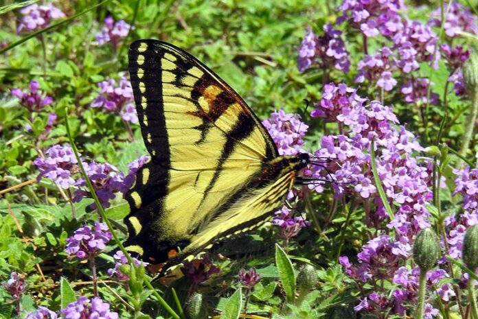 What is That … June Butterfly? | The Millstone