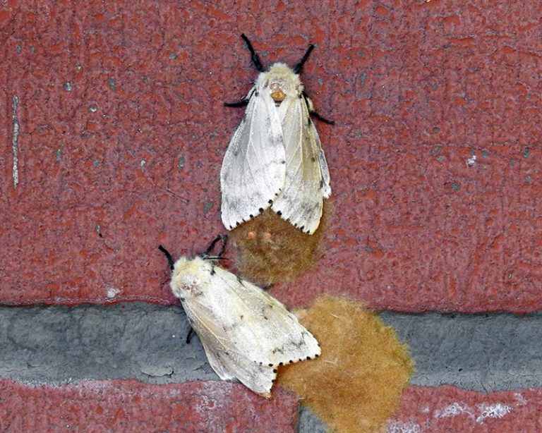 What is That … Gypsy Moth Predator? | The Millstone