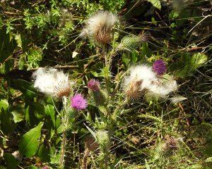 What Is That … Pappus? | The Millstone