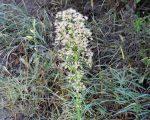 What Is That … Pappus? | The Millstone