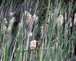 What Is That … Pappus? | The Millstone