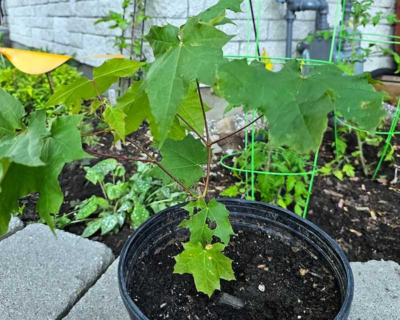 Maple Seedlings Available | The Millstone